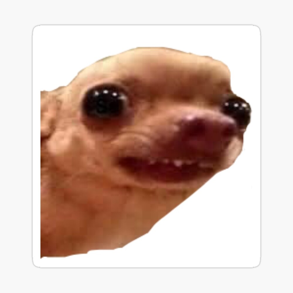 Meme De Perro Enredadera