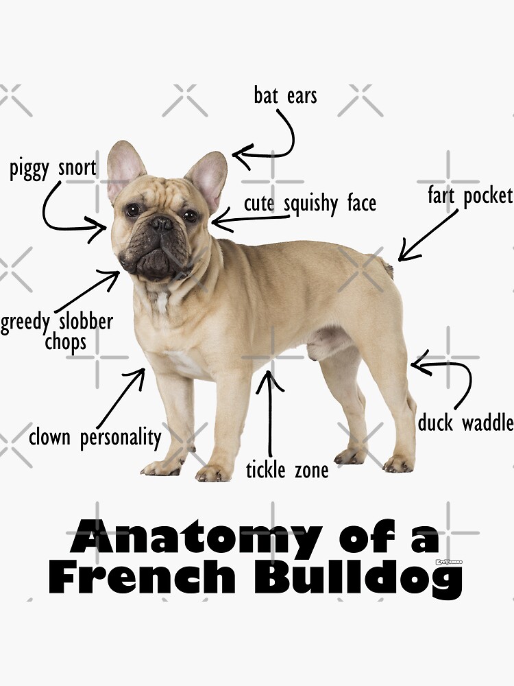 "Anatomy of a French Bulldog" Sticker for Sale by eyevoodoo | Redbubble
