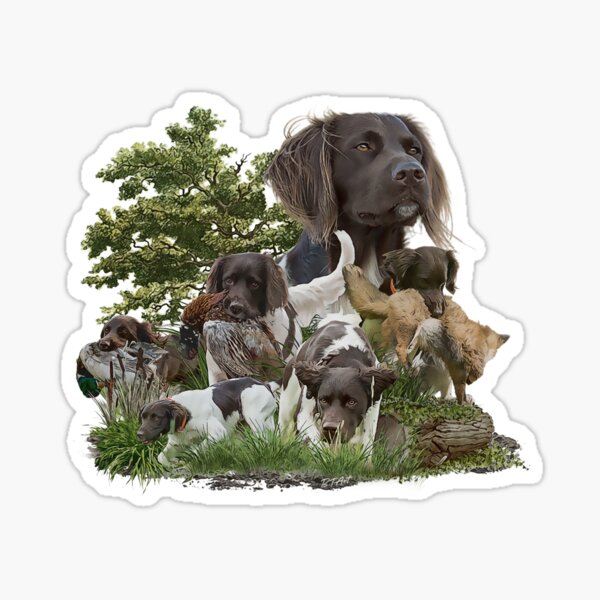 " Munsterlander , versatile hunting-pointing-retrieving dog " Sticker ...