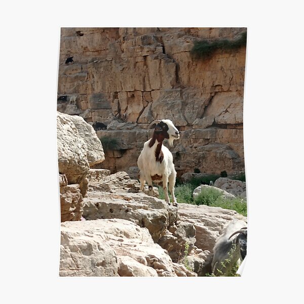 "Goat" Poster for Sale by YonatanYavin | Redbubble