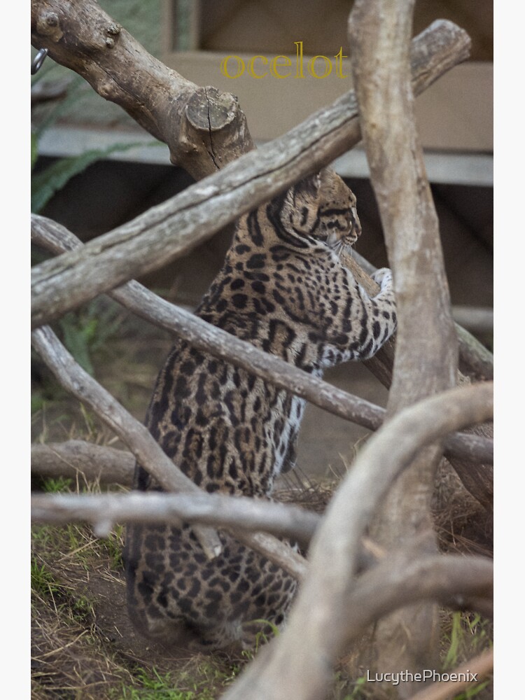 "Ocelot (2022)" Sticker for Sale by LucythePhoenix | Redbubble