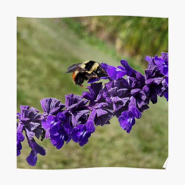 "Buzzing bee" Poster for Sale by Simswitz | Redbubble