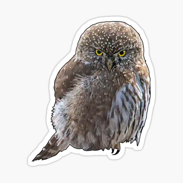 "Cute Eurasian Pigmy Owl" Sticker for Sale by katiebca2 | Redbubble