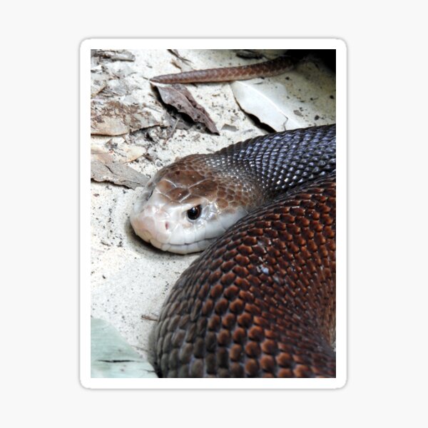 "Coastal Taipan" Sticker for Sale by kirstybush | Redbubble