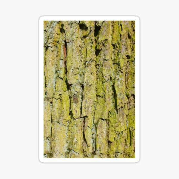 "Wood texture, background image, greenish tree bark" Sticker for Sale ...