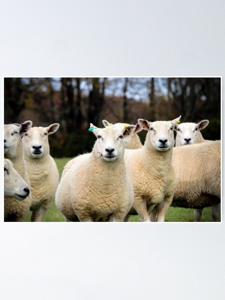 "Sheep" Poster for Sale by leonwoods | Redbubble
