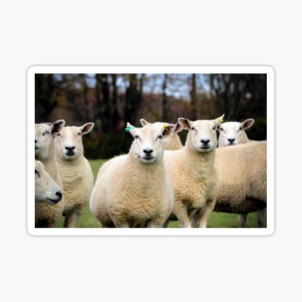 "Sheep" Sticker for Sale by leonwoods | Redbubble