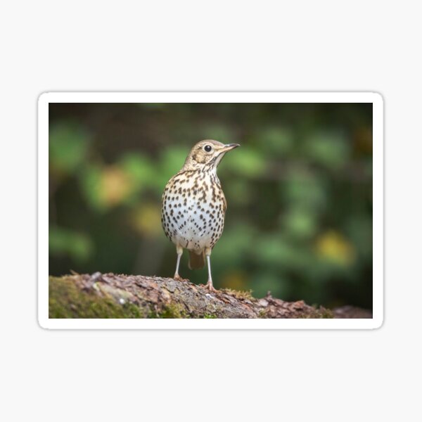 "Song Thrush #1" Sticker for Sale by domcia | Redbubble