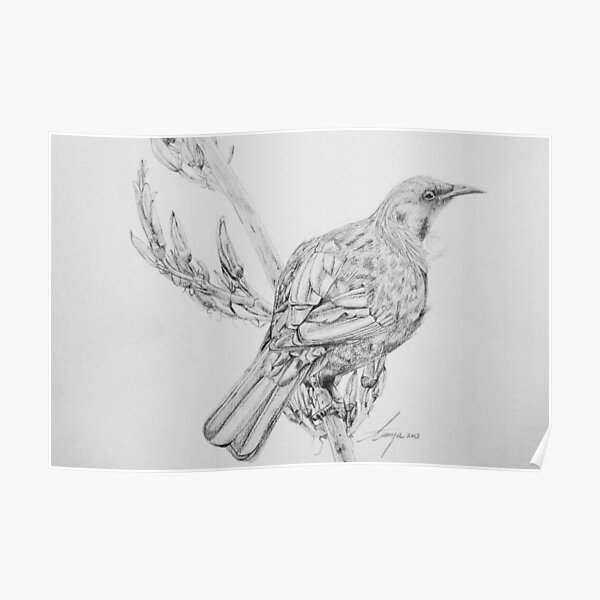 "Tui on Harakeke" Poster for Sale by tanyadann | Redbubble