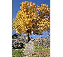 "The Ginkgo Tree" by Patricia Montgomery | Redbubble