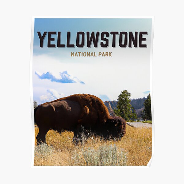 "Yellowstone National Park (Bison) - Wyoming" Poster for Sale by ...
