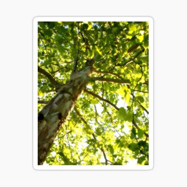 "Under the Sycamore Tree" Sticker for Sale by Paul David Wilson | Redbubble