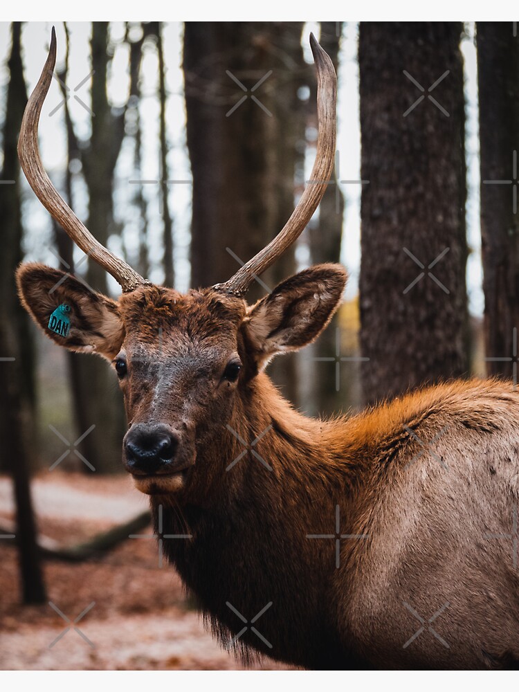 "Sika Deer" Sticker for Sale by aspecter | Redbubble