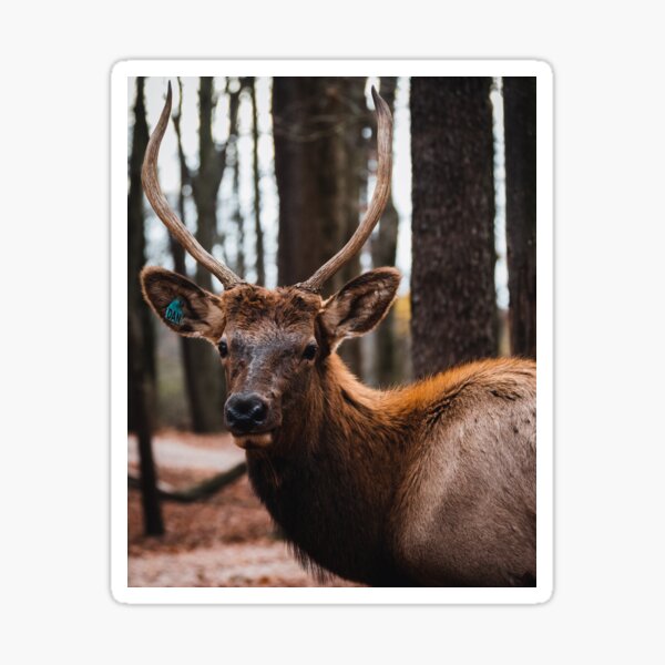 "Sika Deer" Sticker for Sale by aspecter | Redbubble
