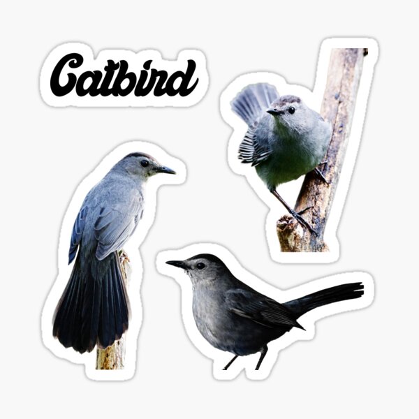 "Catbird for the Bird Lover or Animal Lover" Sticker for Sale by ...