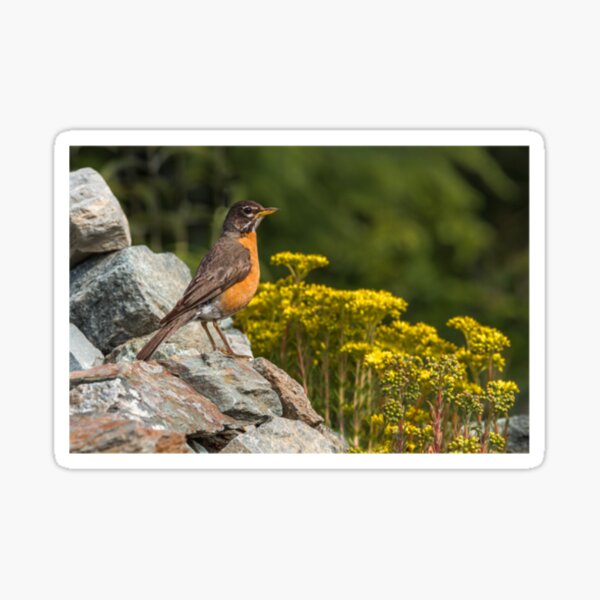 "AMERICAN ROBIN " Sticker for Sale by movashion | Redbubble