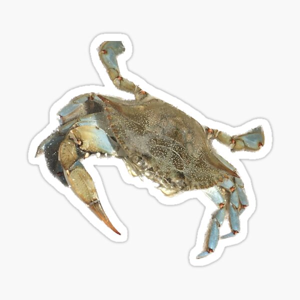 "Blue Crab" Sticker for Sale by capelookout | Redbubble