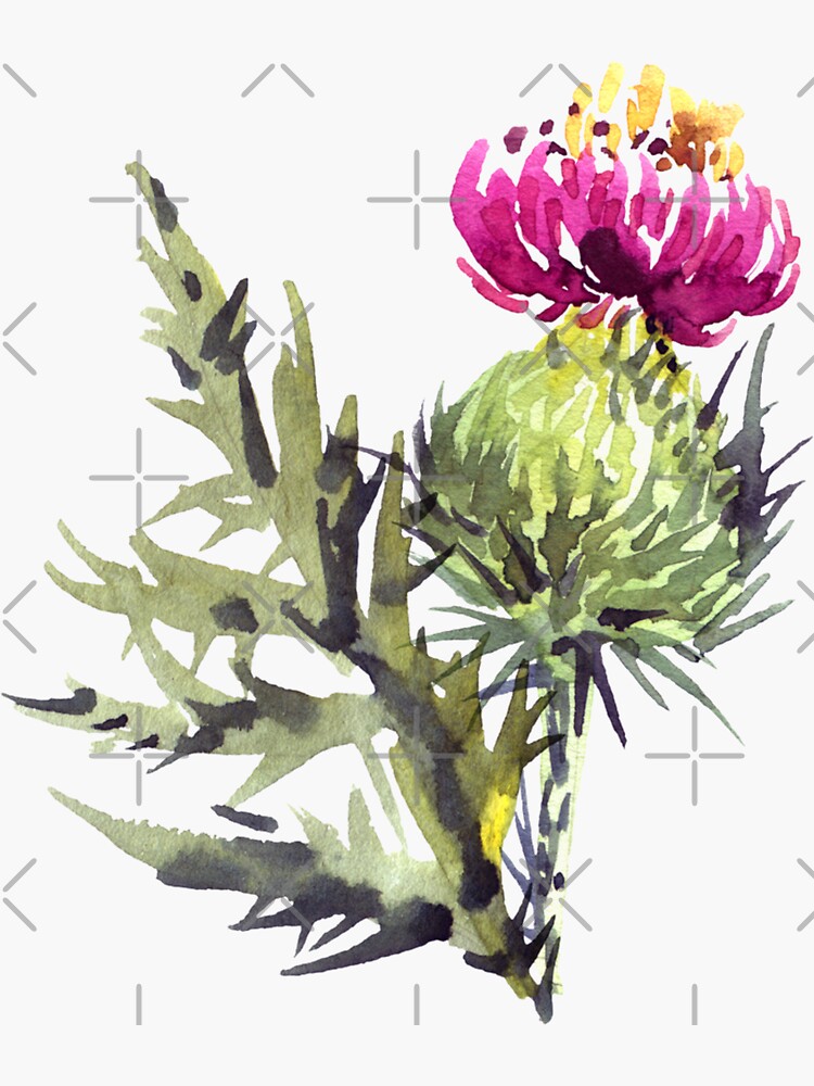 "watercolor thistle flower blossom meadow plant" Sticker for Sale by ...