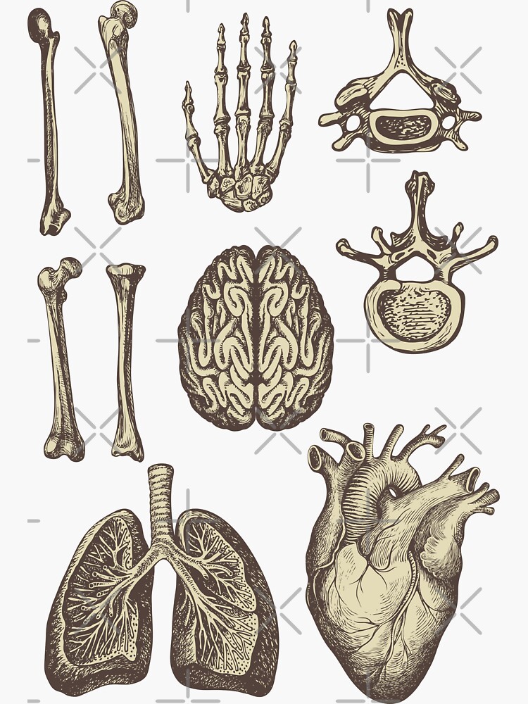 "Vintage human anatomy " Sticker for Sale by Preslava Genova | Redbubble