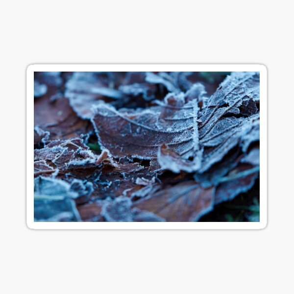 "Frozen Brown Leaves" Sticker for Sale by MarcinWPhoto1 | Redbubble