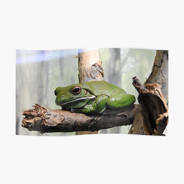 "White Lipped Tree Frog" Poster for Sale by kirstybush | Redbubble