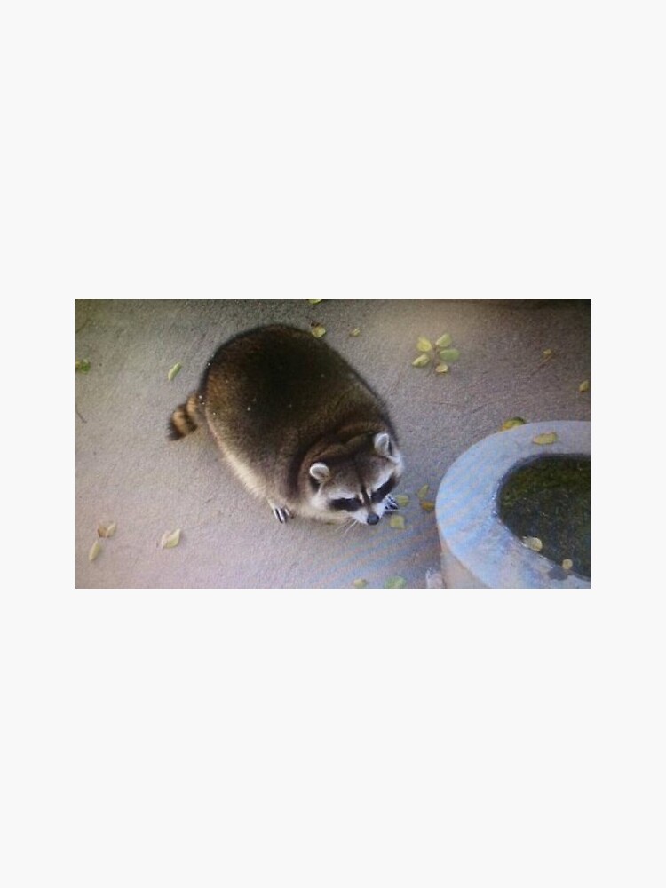 "fat raccoon" Sticker for Sale by sydeyn | Redbubble