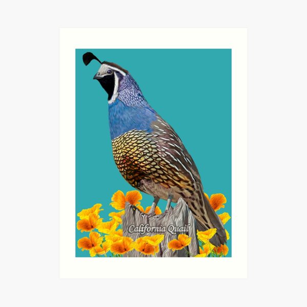 "California State Bird and Flower" Art Print for Sale by Skyviper ...