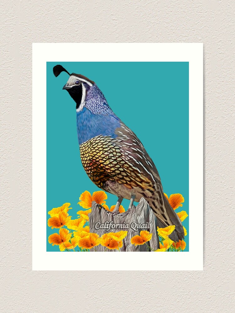 "California State Bird and Flower" Art Print for Sale by Skyviper ...