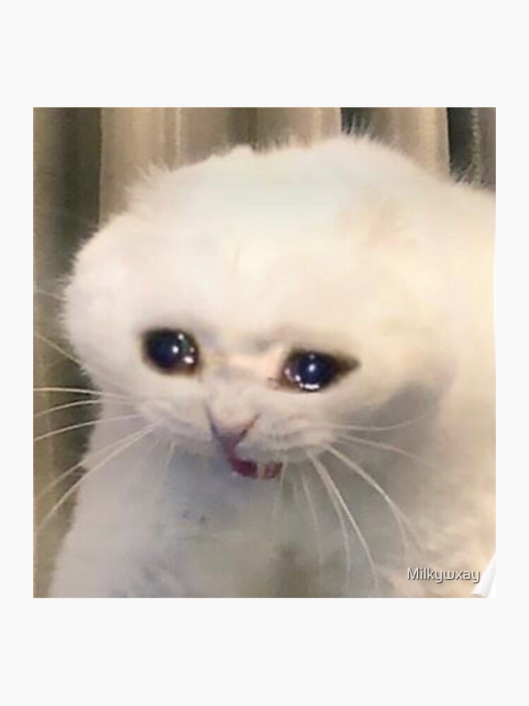 "Sad cat meme" Sticker for Sale by Milkywxay | Redbubble