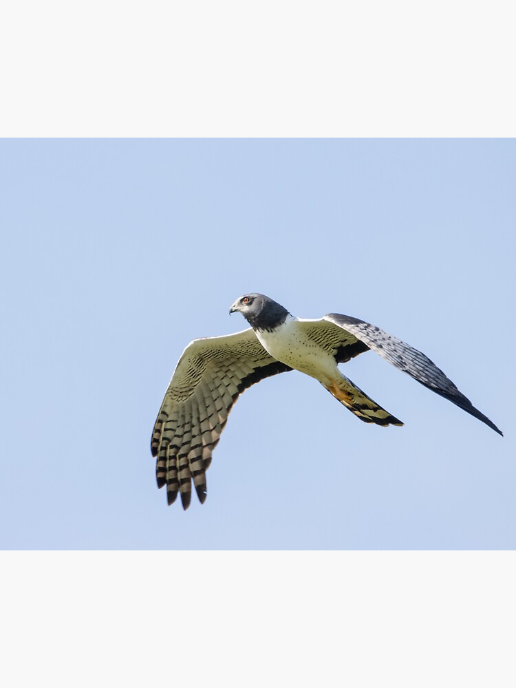 "Long Winged Harrier" Sticker for Sale by wesleysgo | Redbubble