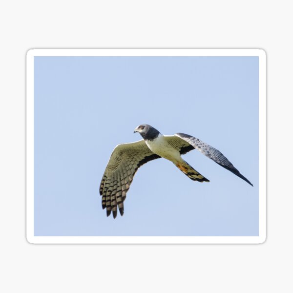 "Long Winged Harrier" Sticker for Sale by wesleysgo | Redbubble