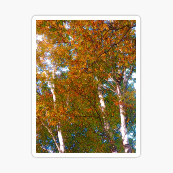 "Autumn Birch Canopy" Sticker for Sale by LMontgomery | Redbubble