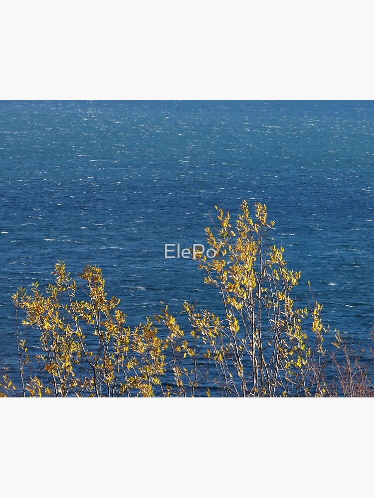 "Dark Blue Sea and Yellow Winter Leaves-Puget Sound-Washington" Sticker ...