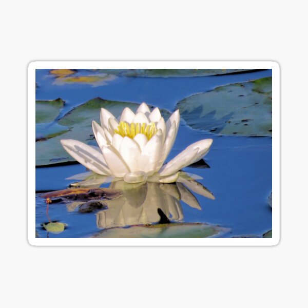 "Water Lily " Sticker by JanSDrew | Redbubble