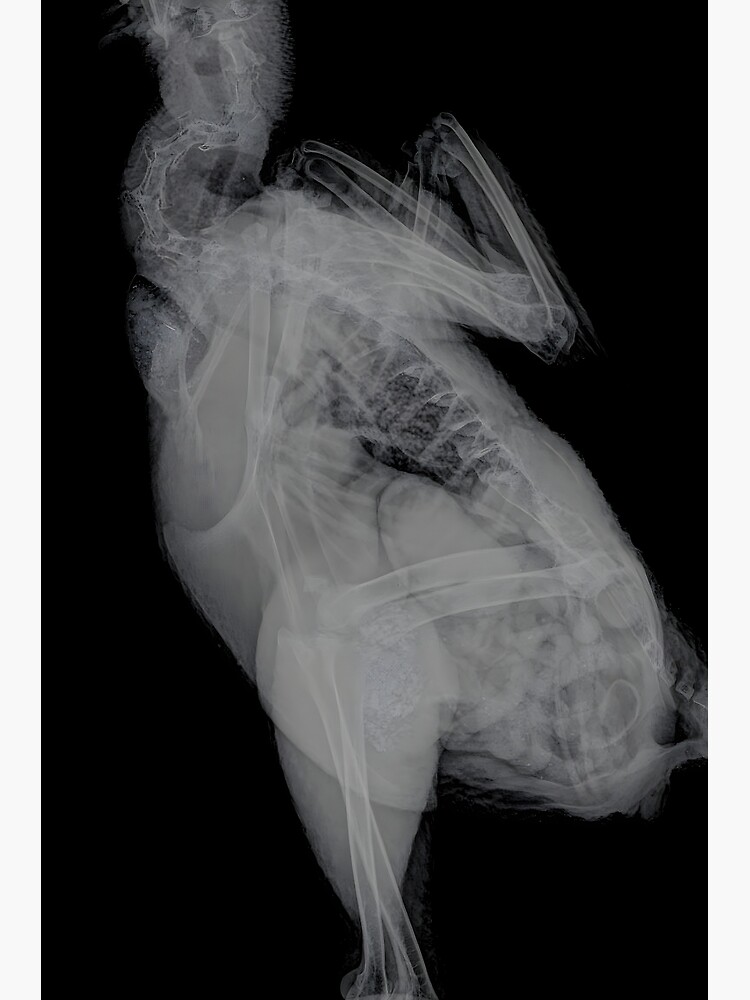"Rooster X-Ray" Poster for Sale by danieltuttle | Redbubble