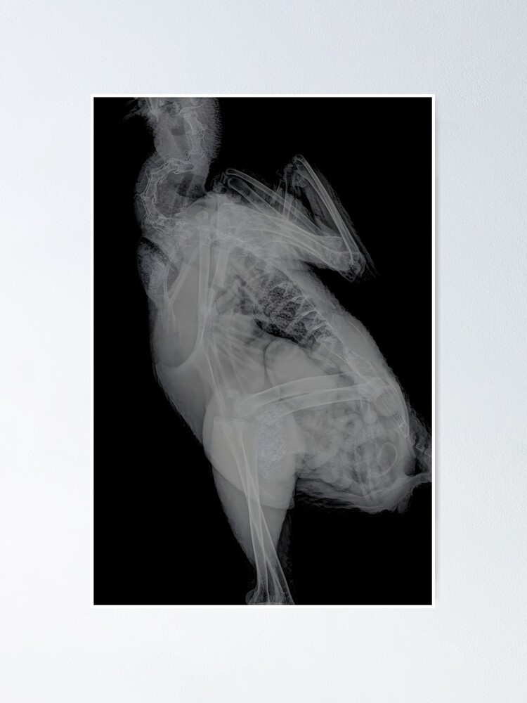 "Rooster X-Ray" Poster for Sale by danieltuttle | Redbubble