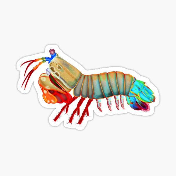 "Peacock Mantis Shrimp" Sticker for Sale by lqmaple | Redbubble