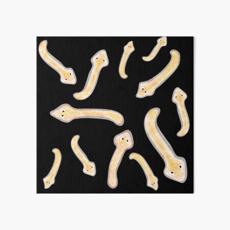 "Planaria model, black background" Art Board Print for Sale by Osher ...