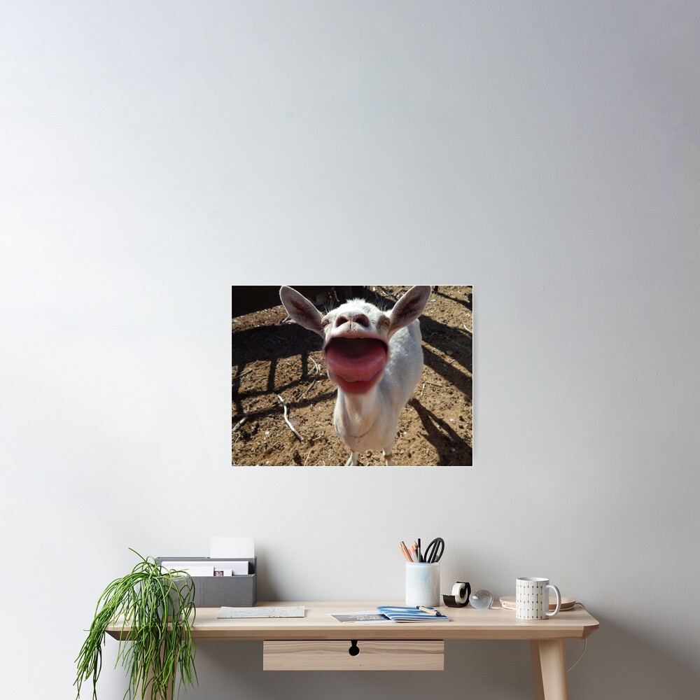 "Say Ahh funny goat sticking out its tongue " Poster for Sale by ...