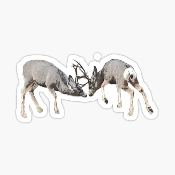 "Fighting mule deer bucks" Sticker by saltypro | Redbubble