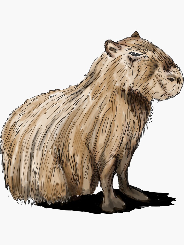 "Angry Capybara " Sticker for Sale by RiceDrawings | Redbubble