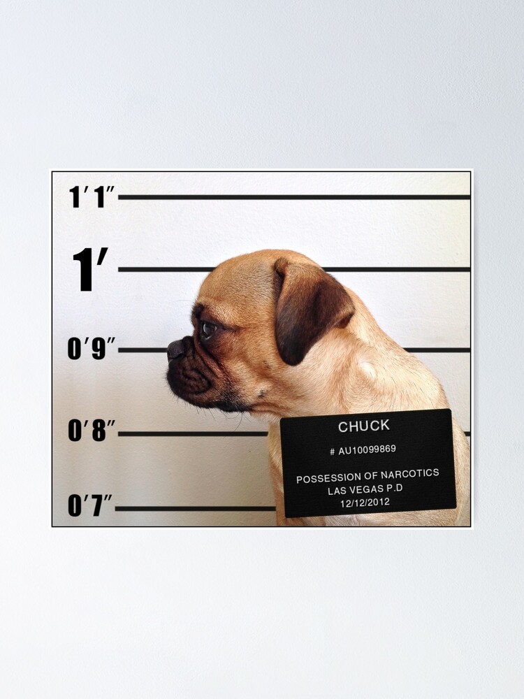"Pug Mugshot" Poster for Sale by metropol | Redbubble