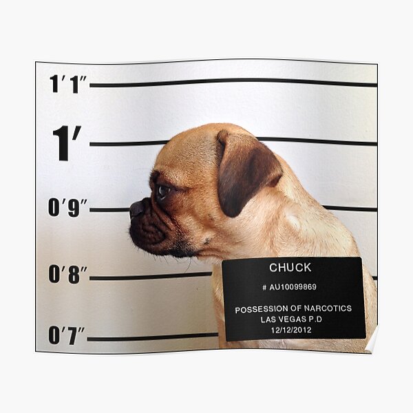 "Pug Mugshot" Poster for Sale by metropol | Redbubble