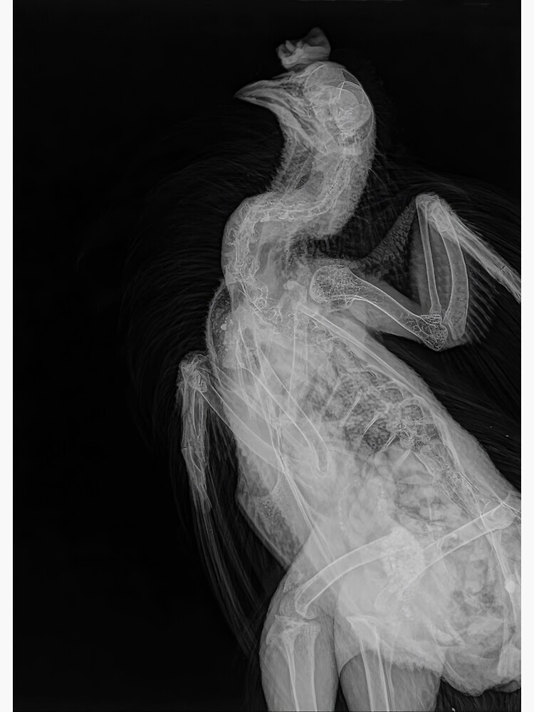 "Rooster X-ray" Sticker for Sale by danieltuttle | Redbubble