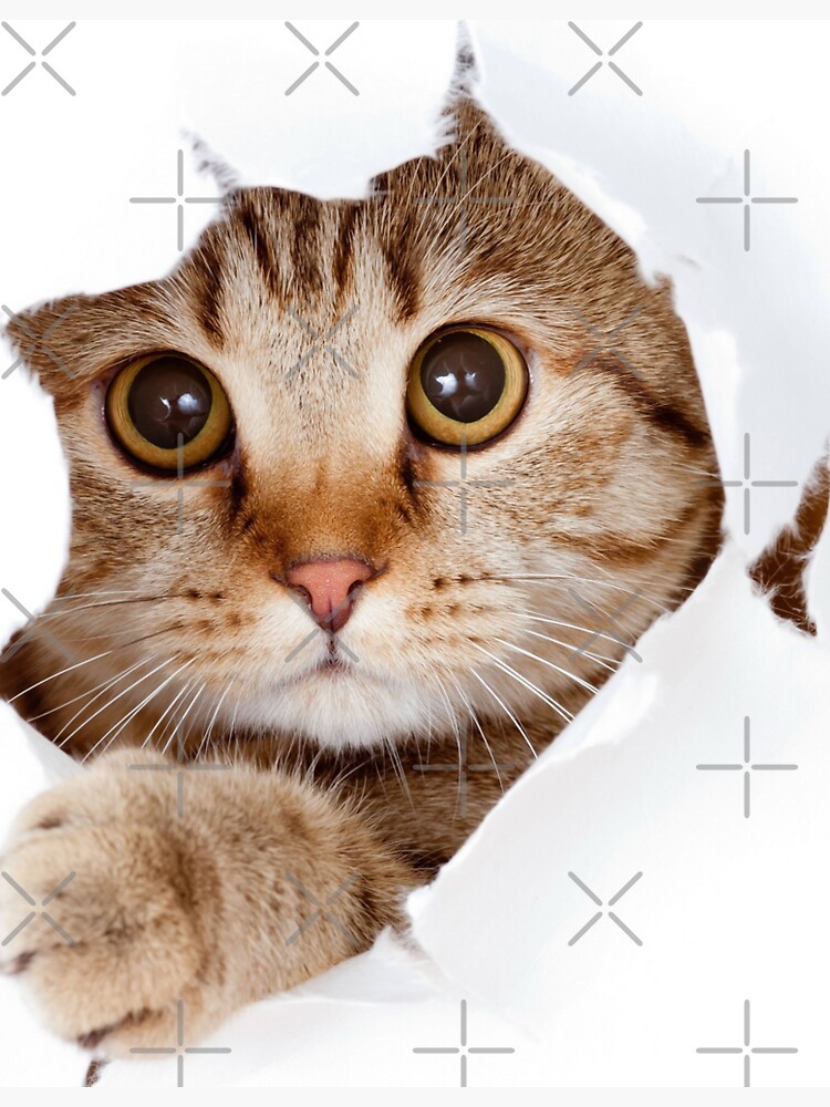 "Sneaky cats" Sticker for Sale by Stalik13 | Redbubble