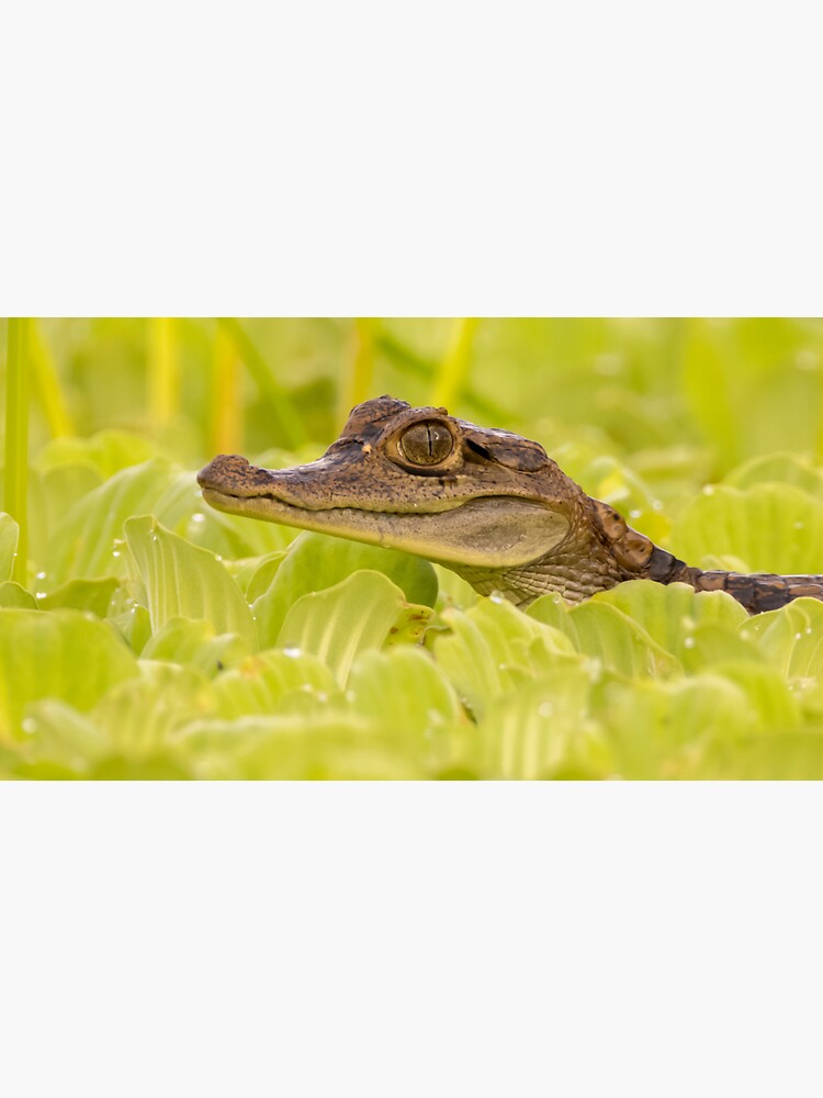 "Spectacled Caiman" Sticker for Sale by wesleysgo | Redbubble