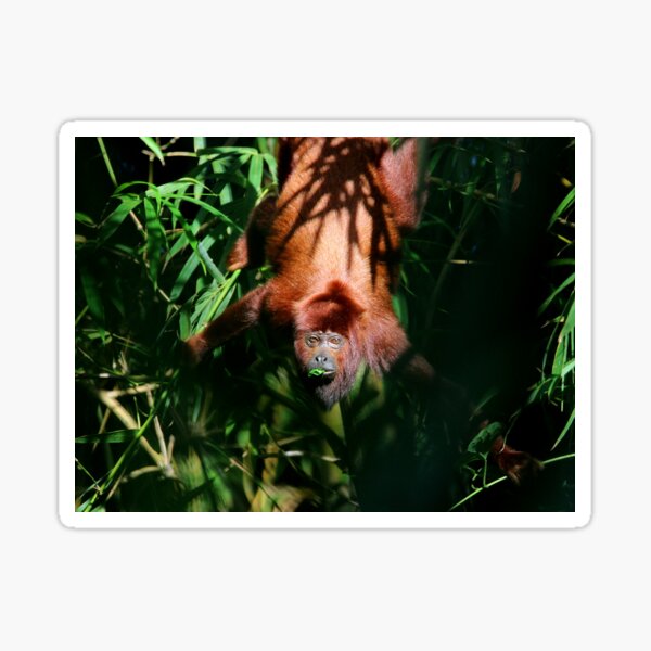 "Guianan Red Howler Monkey" Sticker for Sale by wesleysgo | Redbubble