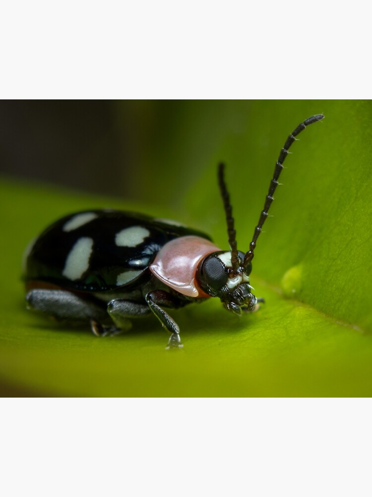 "Flea Beetle" Sticker for Sale by wesleysgo | Redbubble
