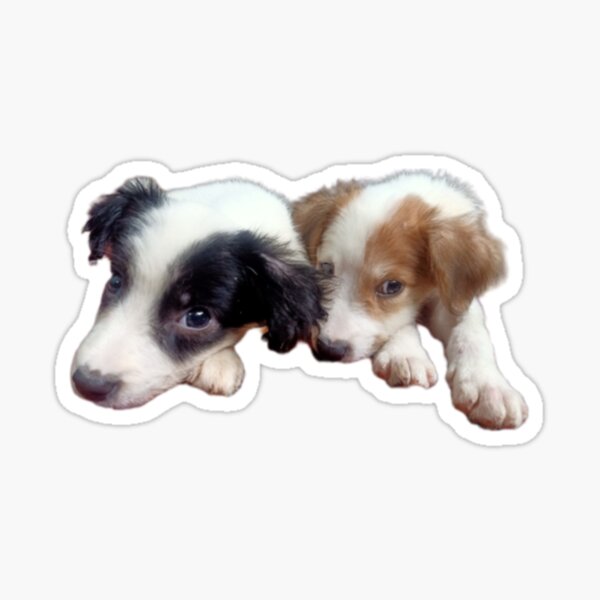 "Cute Aspin Breed Puppies Black Brown And White Cuddles" Sticker for ...