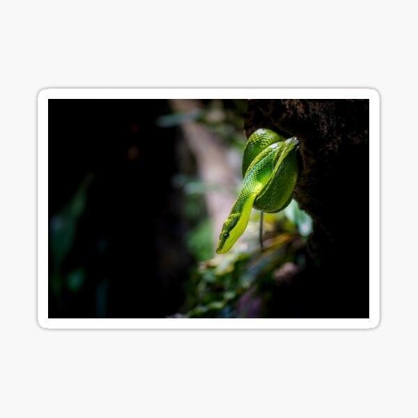 "The green python" Sticker for Sale by gaelfphoto | Redbubble
